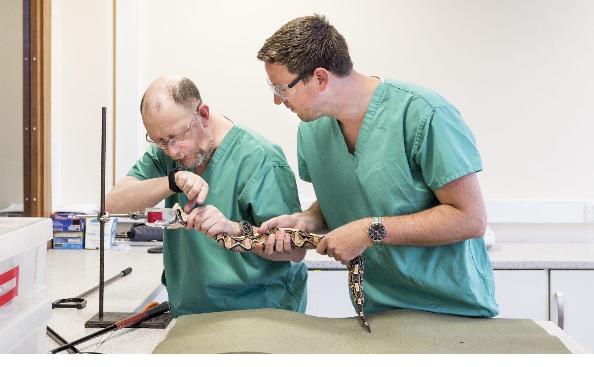 Developing the world’s first oral snakebite treatment | iiCON